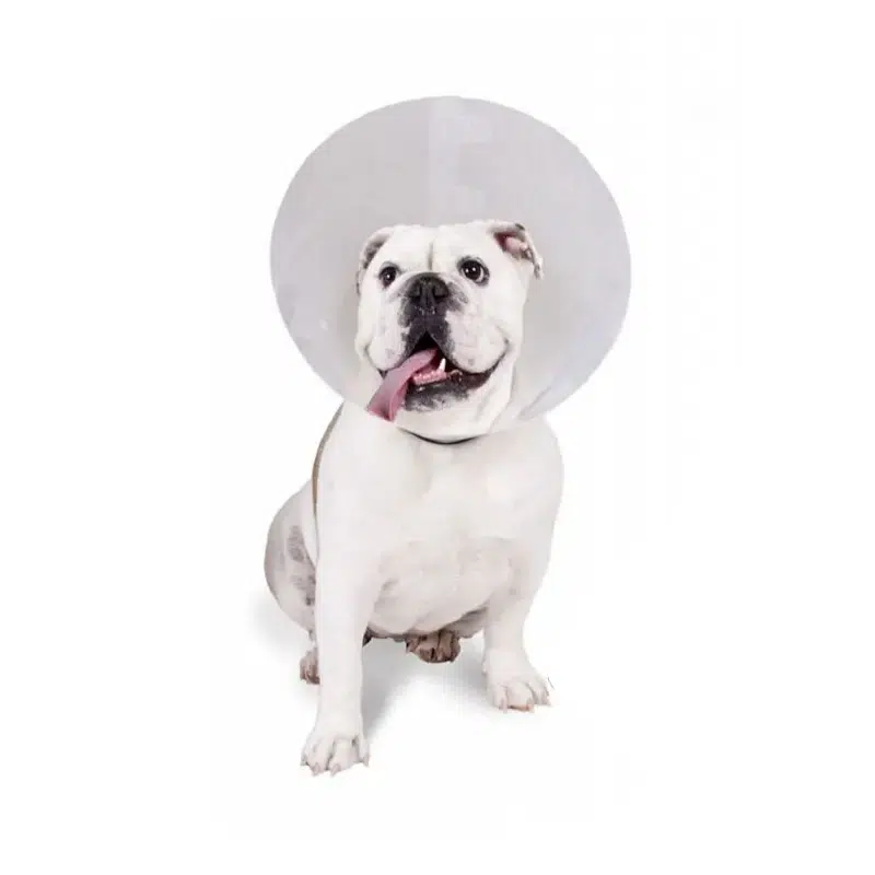 Collar Isabelino 7.5 cm — TusMascotas.cl — Collar isabelino