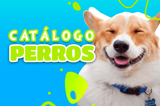 Inicio - TusMascotas.cl