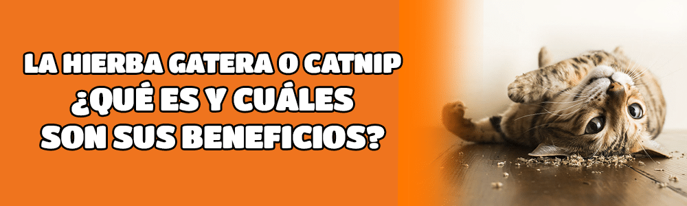 La hierba gatera o catnip ¿Qué es y cuáles son sus beneficios?